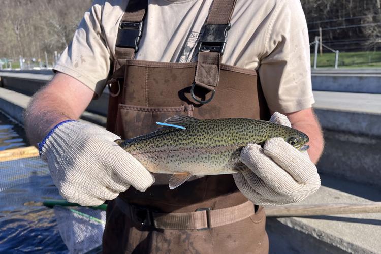 WVDNR offers $100 reward for West Virginia tagged trout | WV News ...
