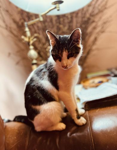 Lessons Learned: Hatch — beloved cat, survivor | Buckhannon News ...