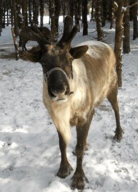 Reindeer in the Park | | wvnews.com