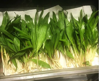 Spring has sprung and ramp season has begun for North Central, WV | WV ...