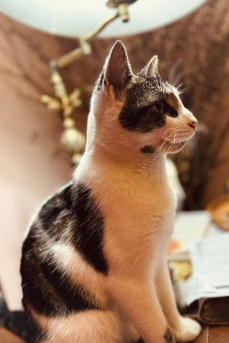 Lessons Learned: Hatch — beloved cat, survivor | Buckhannon News ...