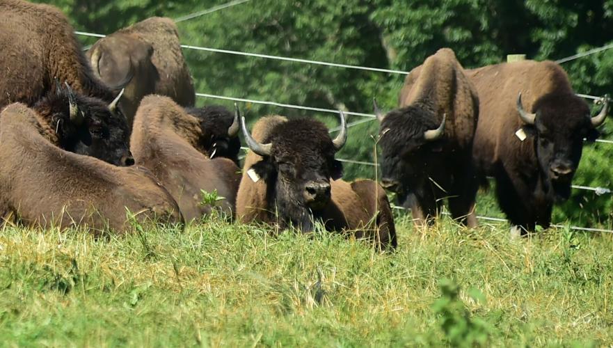 Preston County farms part of annual West Virginia Farm Crawl | WV News ...