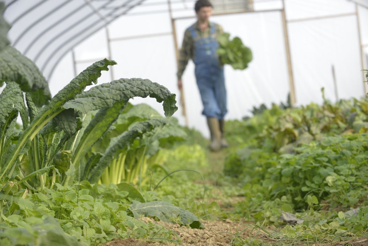 WVU researcher designing guide for small farms joining agritourism ...