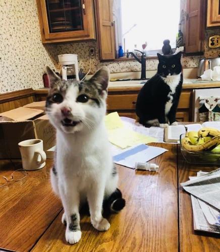 Lessons Learned: Hatch — beloved cat, survivor | Buckhannon News ...