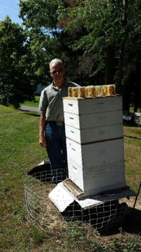 beekeeping preston