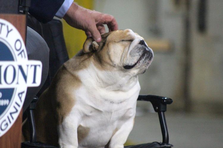 Babydog back on the job after surgery, Sen. Justice says | WV News ...