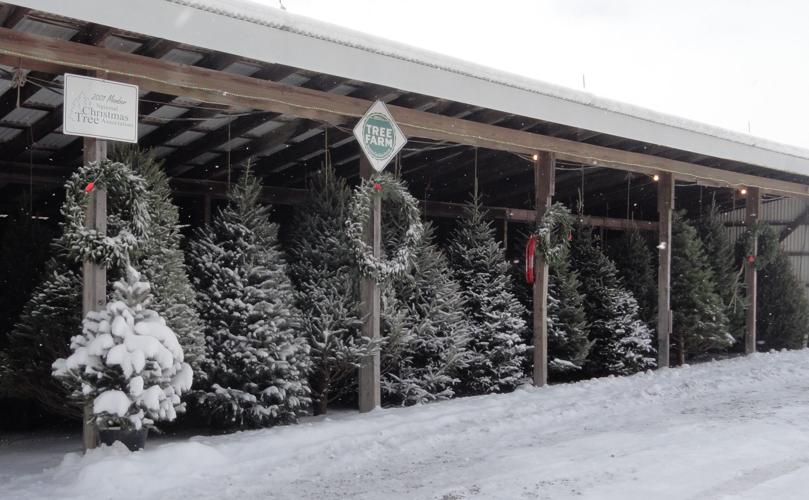 Mountain Top Tree Farm in final year of retail sales | Garrett News ...