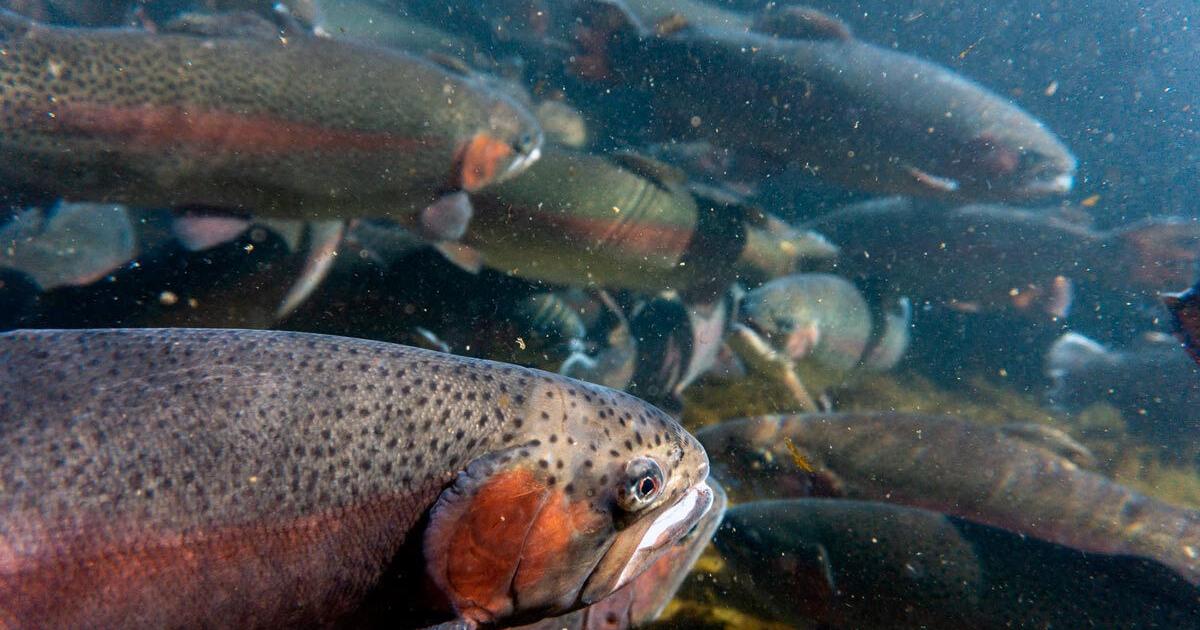 West Virginia Division of Natural Resources announces trout stocking ...