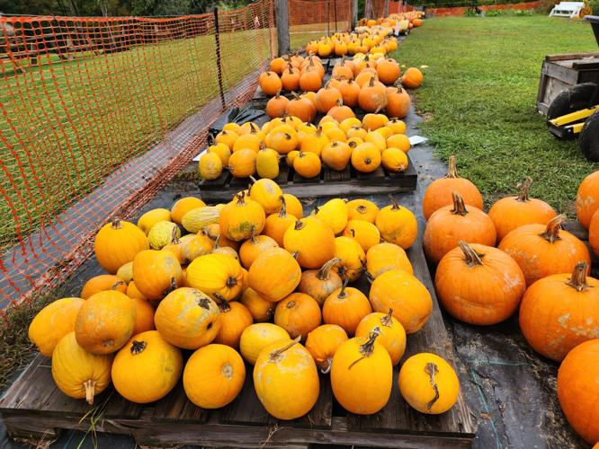 Pumpkin patches and corn mazes across West Virginia are gearing up for ...