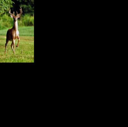 Rabies Outbreak: Deer Tests Positive, Hunters Warned | WV News | wvnews.com