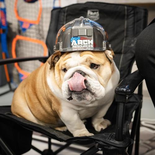 Babydog back on the job after surgery, Sen. Justice says | WV News ...
