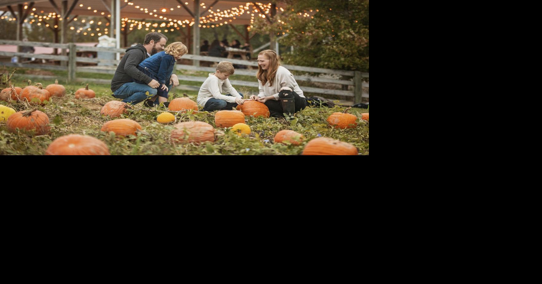 Gritt's Farm pumpkins | | wvnews.com