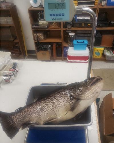 West Virginia angler reels in new state record Tiger Trout in Marion ...