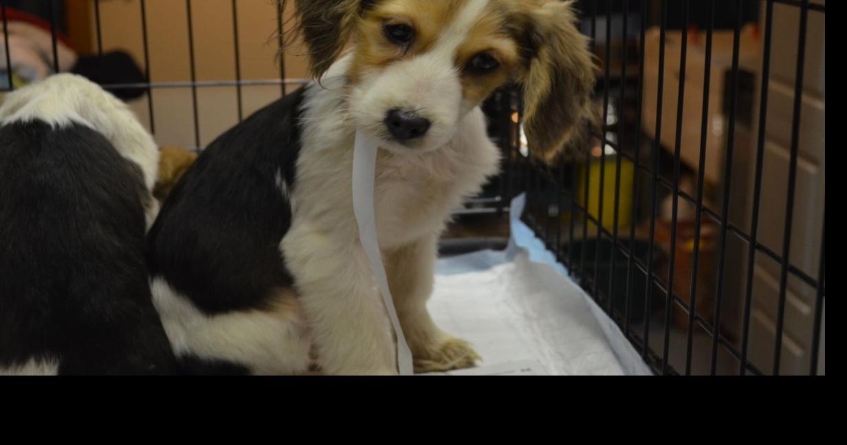 Beagle owner relinquishes 45 dogs to Shelter. Owner no longer able to ...