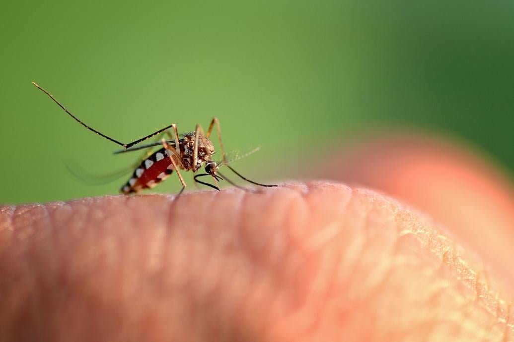 Mosquito bite | | wvnews.com
