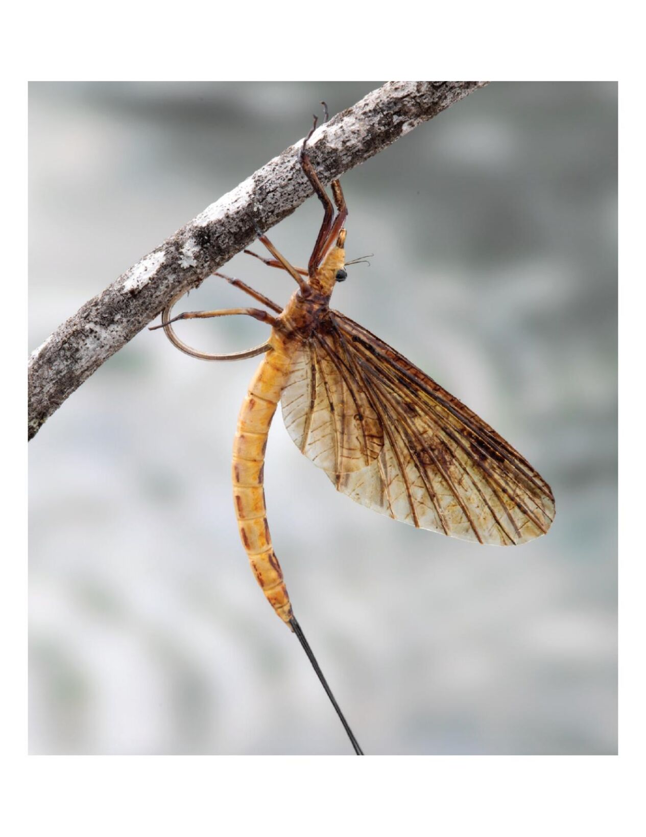 Realistic mayfly | | wvnews.com