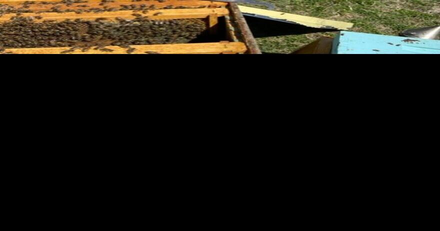 Veteran beekeeper | | wvnews.com