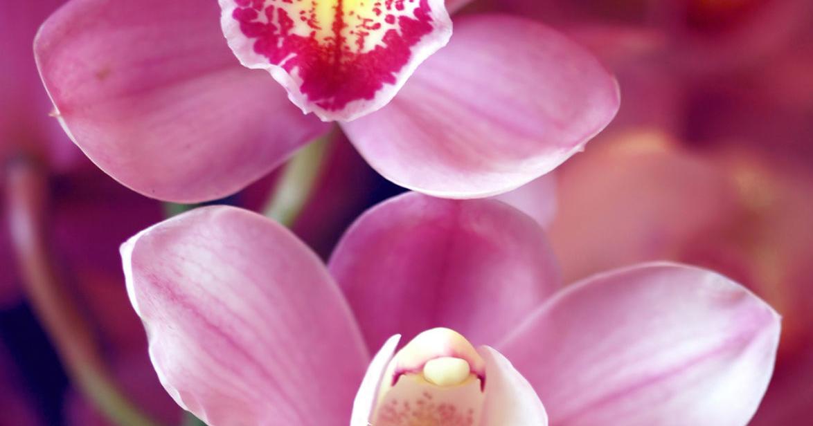 Expert tips on how to make orchids bloom and thrive | | wvnews.com