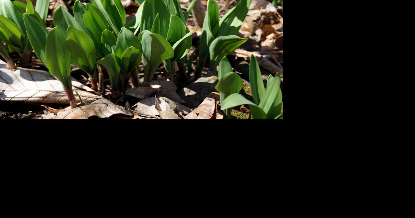 Horizontal image of ramps (Allium tricoccum), a native wildflower with ...