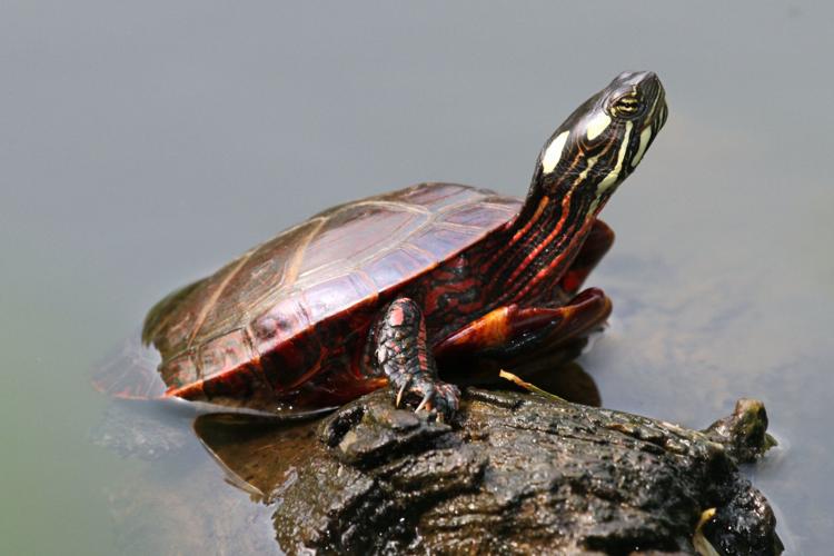 Maryland’s wild turtles are on the move | | wvnews.com