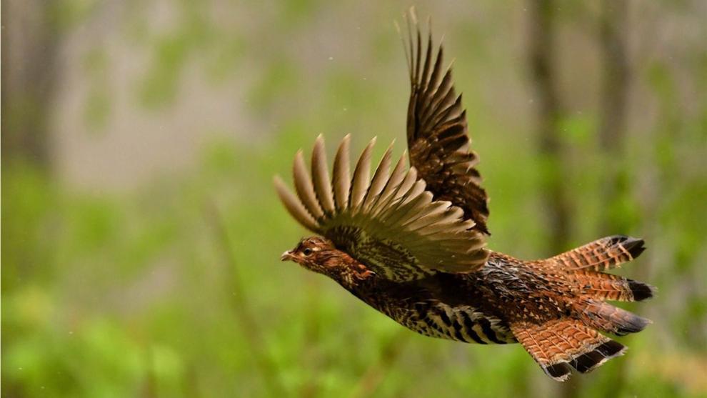 West Virginia's Appalachian ecosystem: A look at native flora, fauna ...