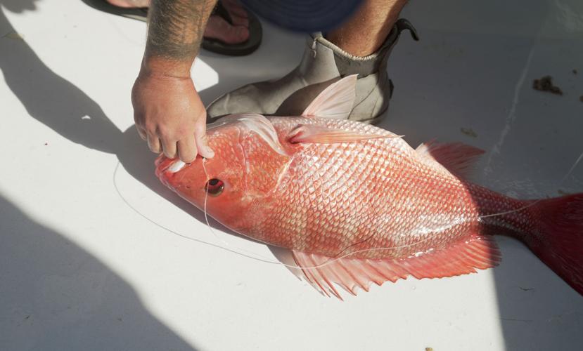 A fish fight off Florida tests Trump’s drive to deregulate America’s ...