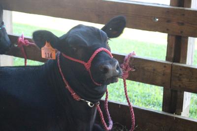 JCJF is just around the corner | Jackson Star and Herald - Ripley and ...