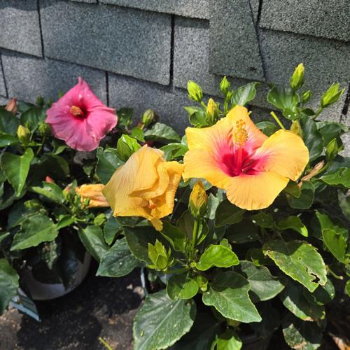 Volunteers spruce up The Shack during West Virginia's 33rd annual Day ...