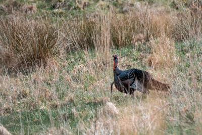 Fall turkey hunting opens Monday in several West Virginia counties | WV ...