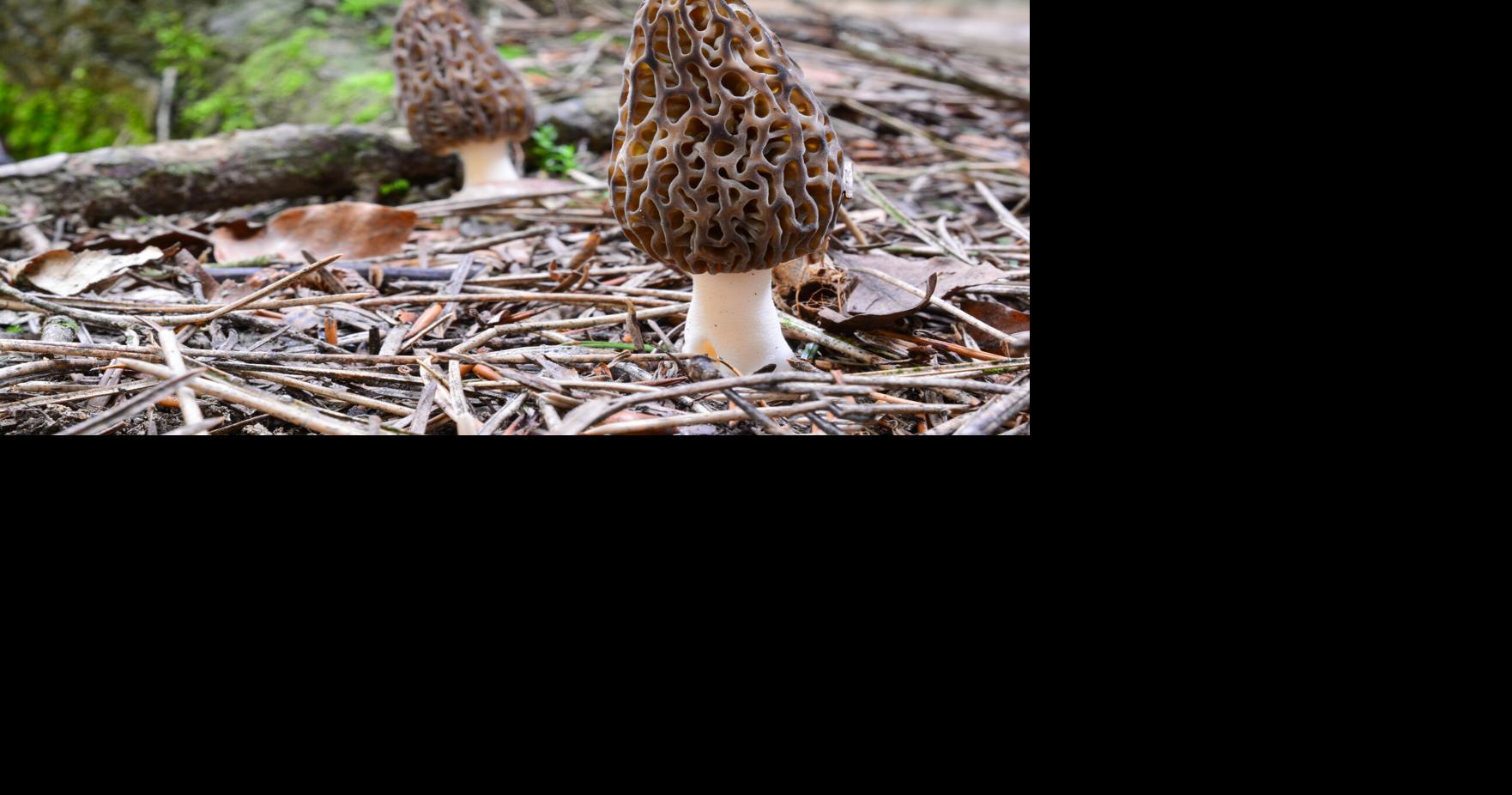 Two Black Morels in natural habitat | | wvnews.com