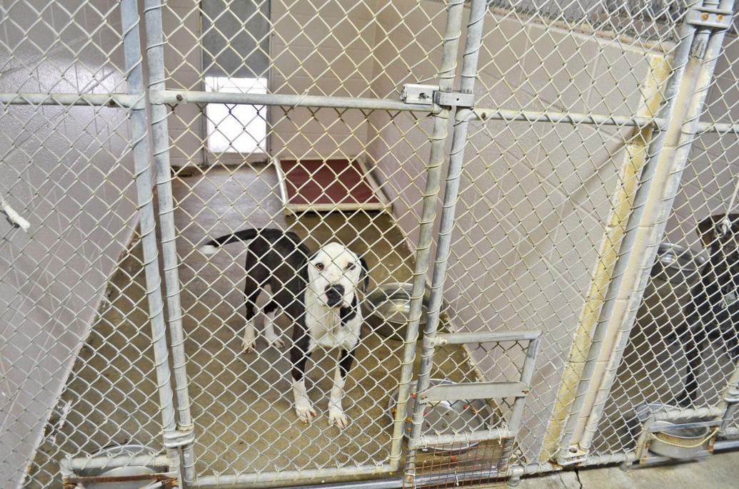 Get the Best for Your Furry Friends: Top 10 Products Recommended by ...