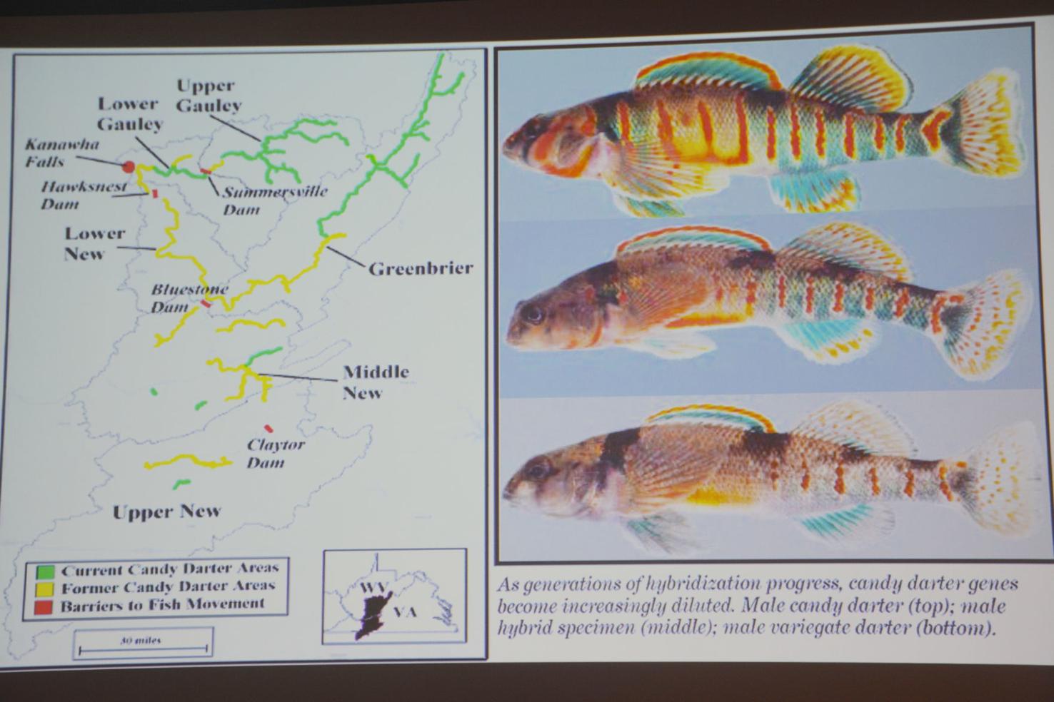 West Virginia's Appalachian ecosystem: A look at native flora, fauna ...