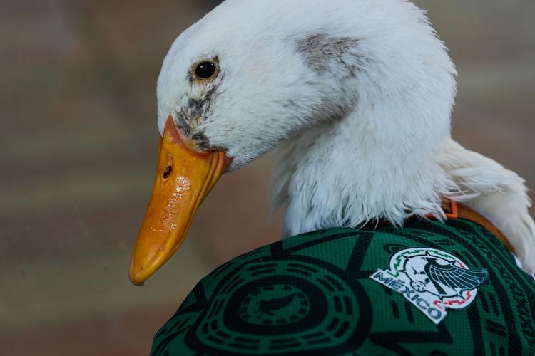 Meet Merlin the duck, a Mexico City streetside regular turned World Cup ...
