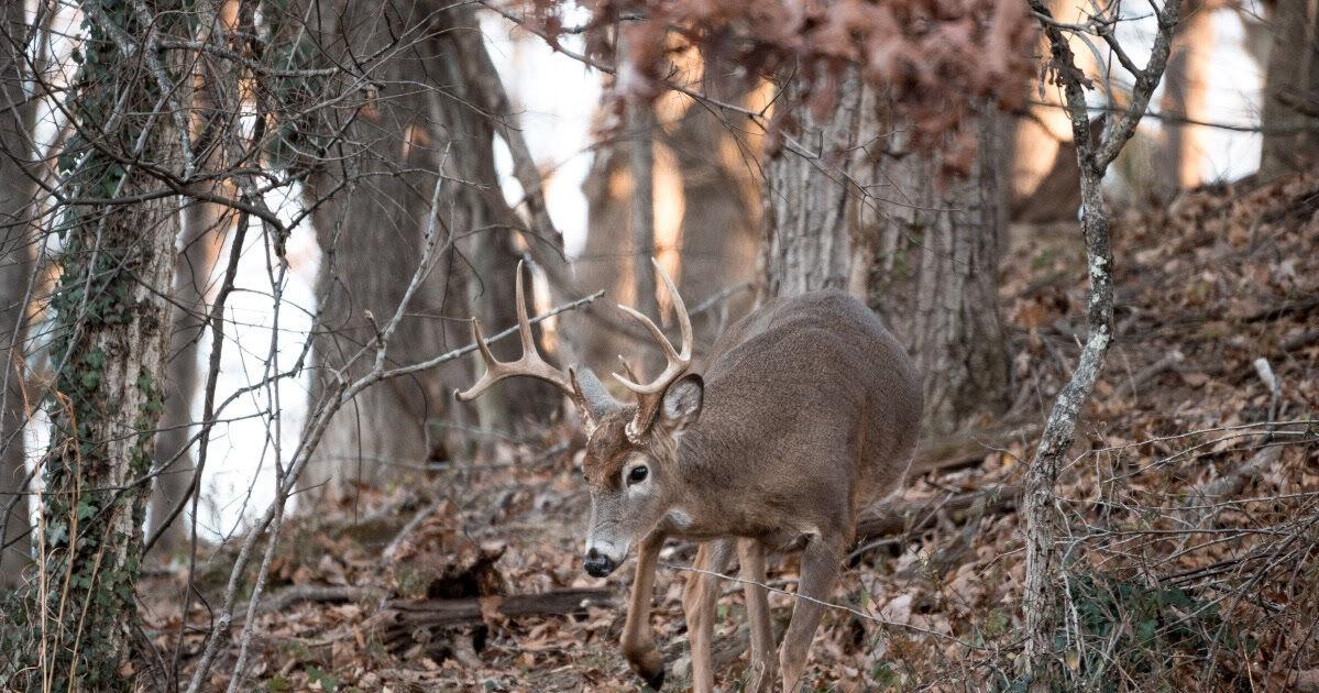 West Virginia DNR announces deer harvests increased 2% in 2024–2025 ...
