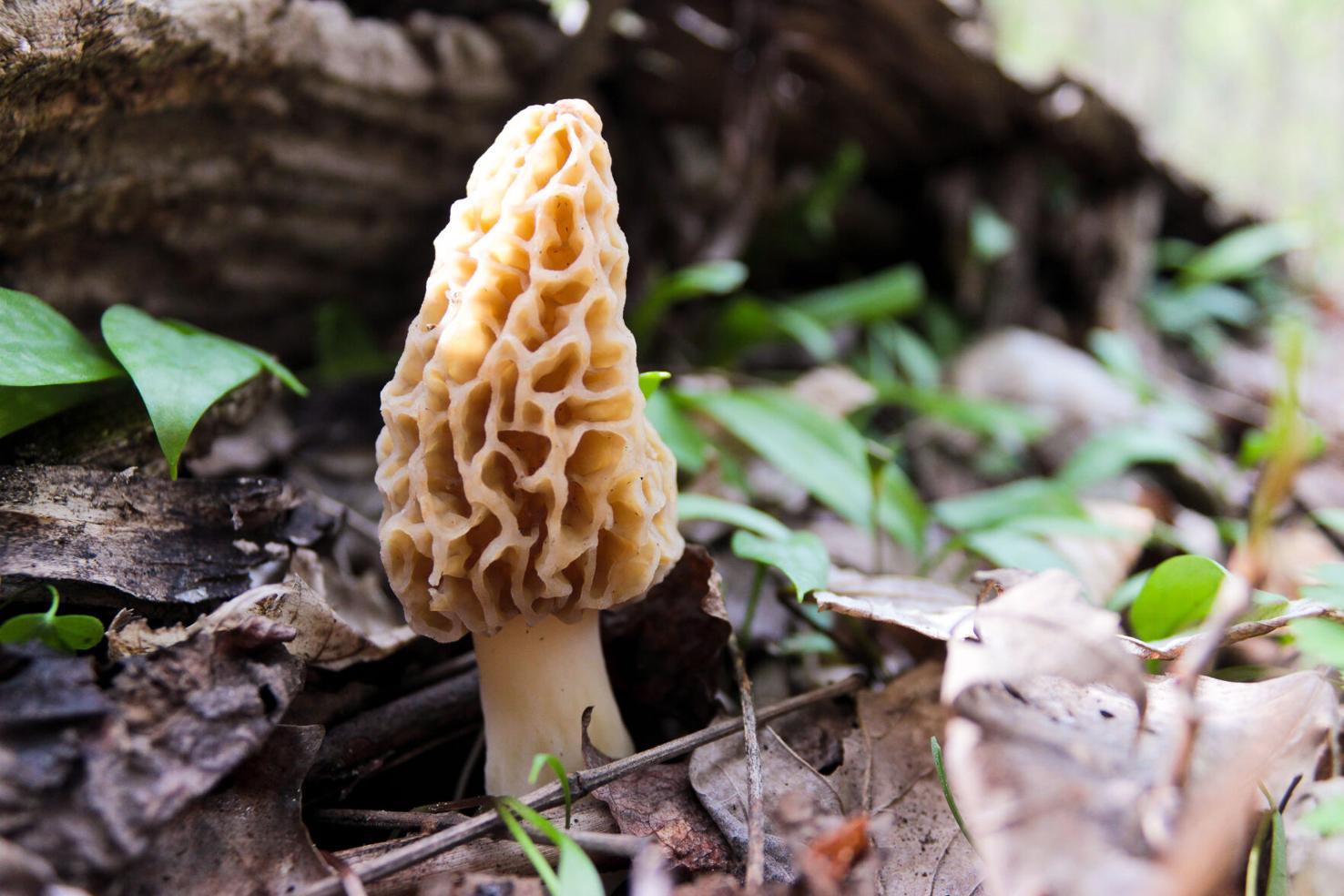 West Virginia’s most iconic foods and where to eat them | WV News ...