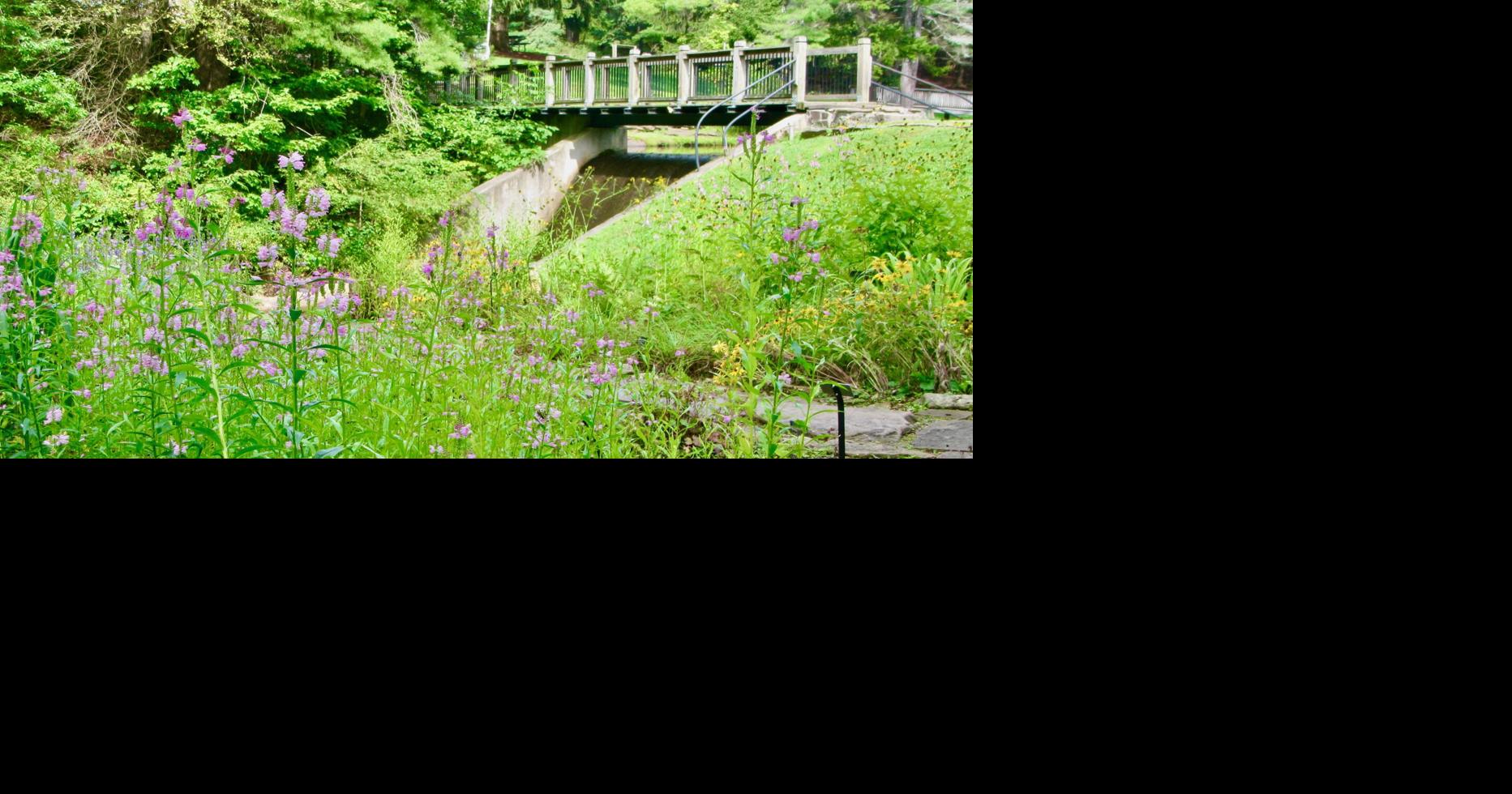 The power of native plants | Garrett News | wvnews.com