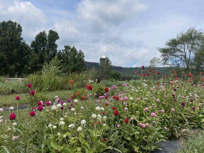 Fields in Bloom at Cove Pastures next on tour | Garrett News | wvnews.com