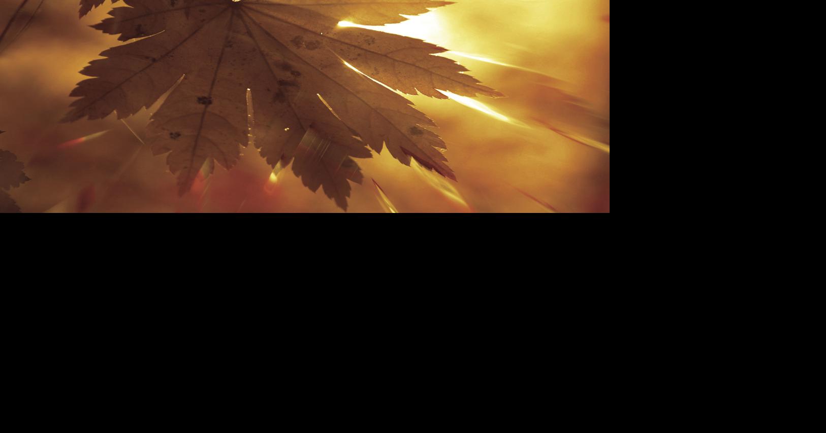 Betty Elizabeth Halstead | WV Obituaries | wvnews.com