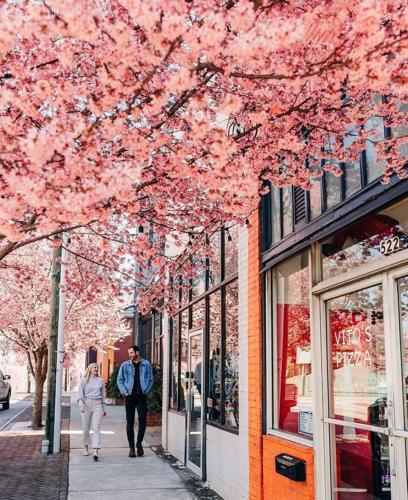 New cherry trees to blossom in downtown Point Pleasant, West Virginia ...