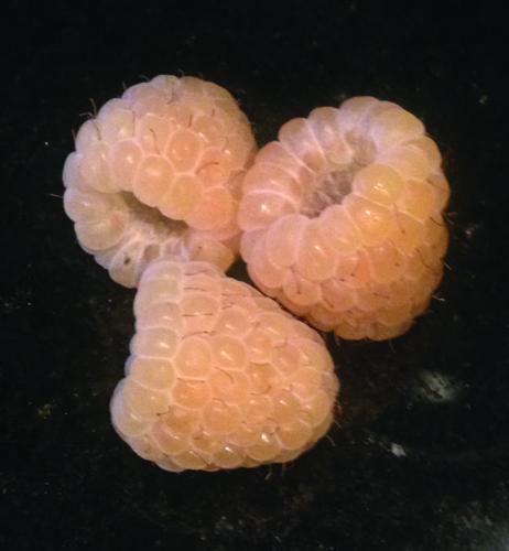 yellow raspberry jam