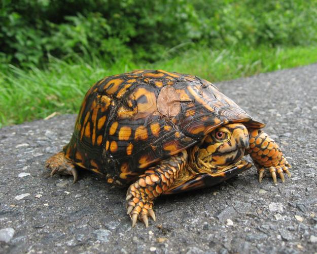 Maryland’s wild turtles are on the move | | wvnews.com