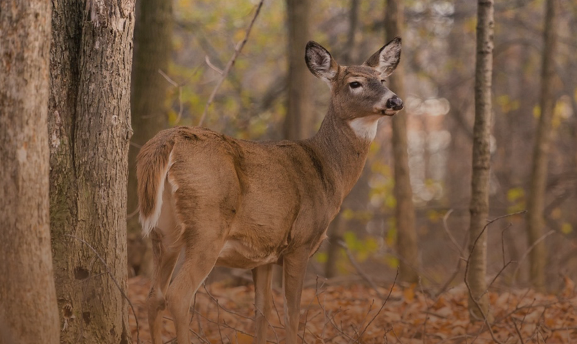 W.Va. antlerless deer season: A complete guide | Jackson Star and ...
