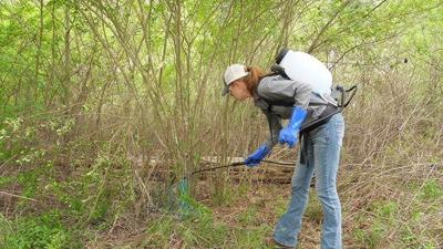 Agriculture topics: Basal stem application of herbicides | Weston News ...