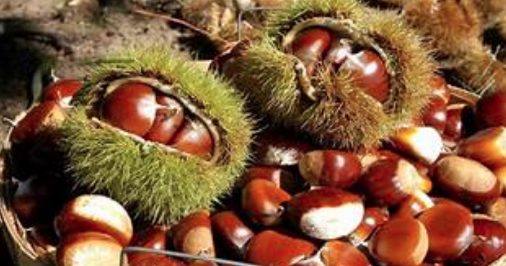 Rowlesburg set for Chestnut Festival | | wvnews.com