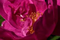 5-31-26 rose innards.jpg | | wvnews.com