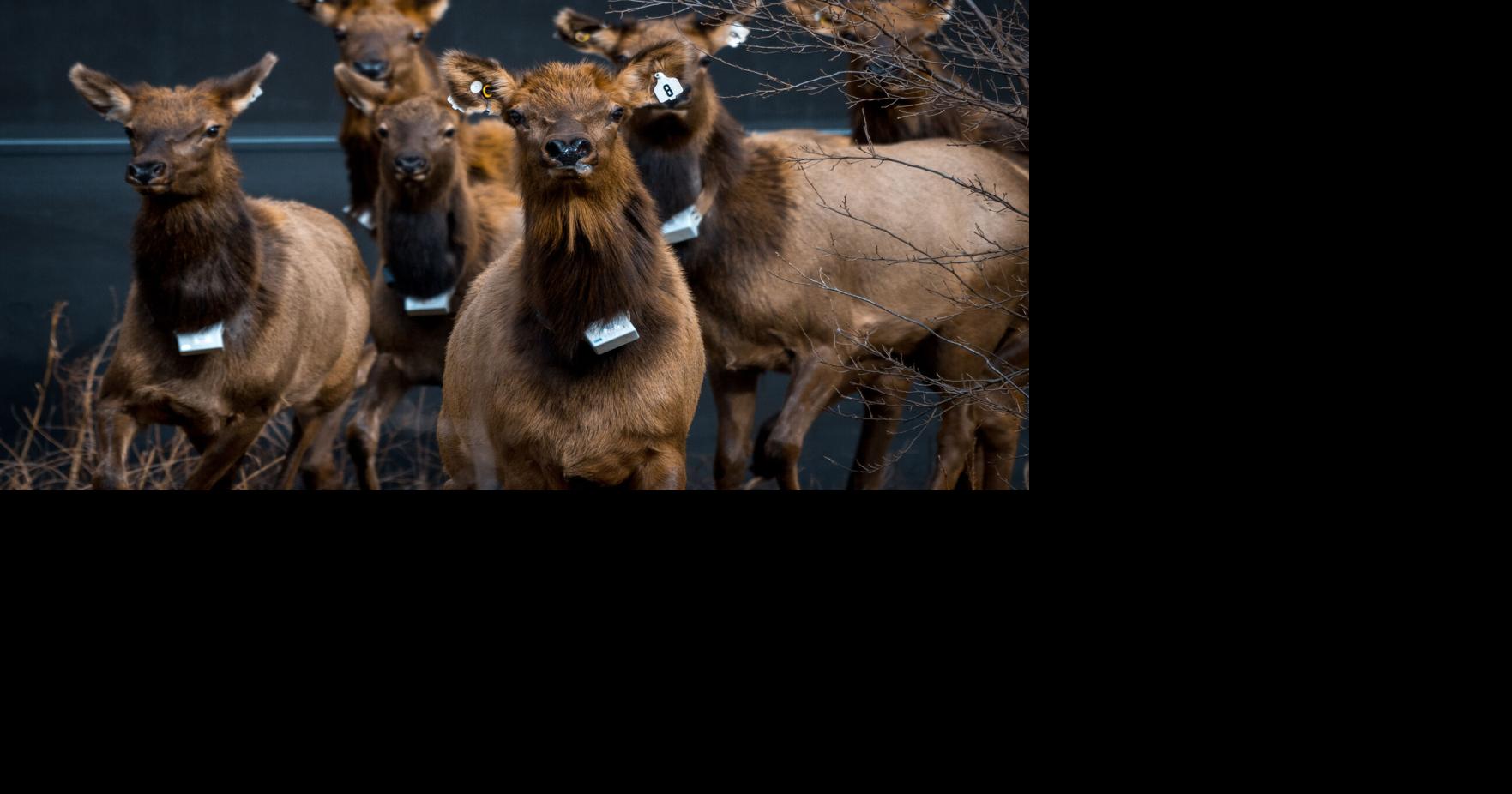 Additional elk released at Wildlife Management Area in Logan County ...