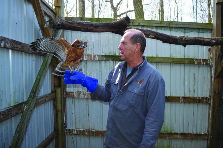 Birds of prey fly high at the WV Raptor Rehabilitation Center | NCWV ...
