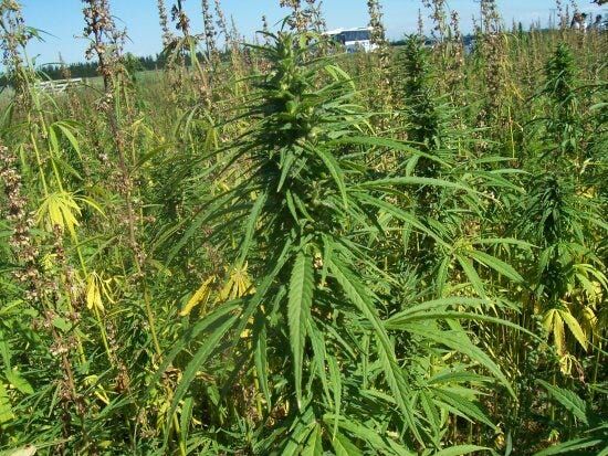 West Virginia industrial hemp takes root | News for Mineral County, WV ...