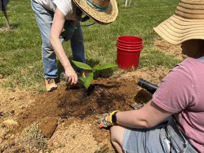 More than 100 years later, American chestnut could return to Appalachia ...