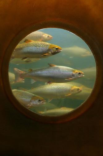 Coal mines offer ‘untapped’ assets for aquaculture | | wvnews.com